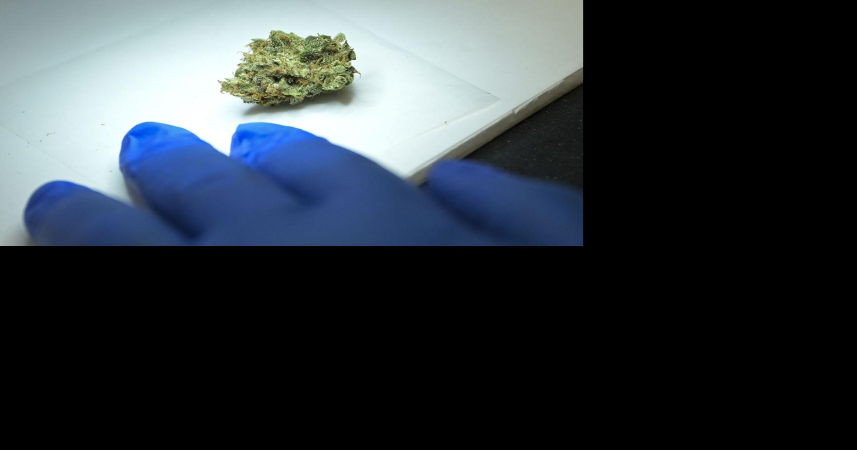 MT marijuana providers, regulators assess industry testing