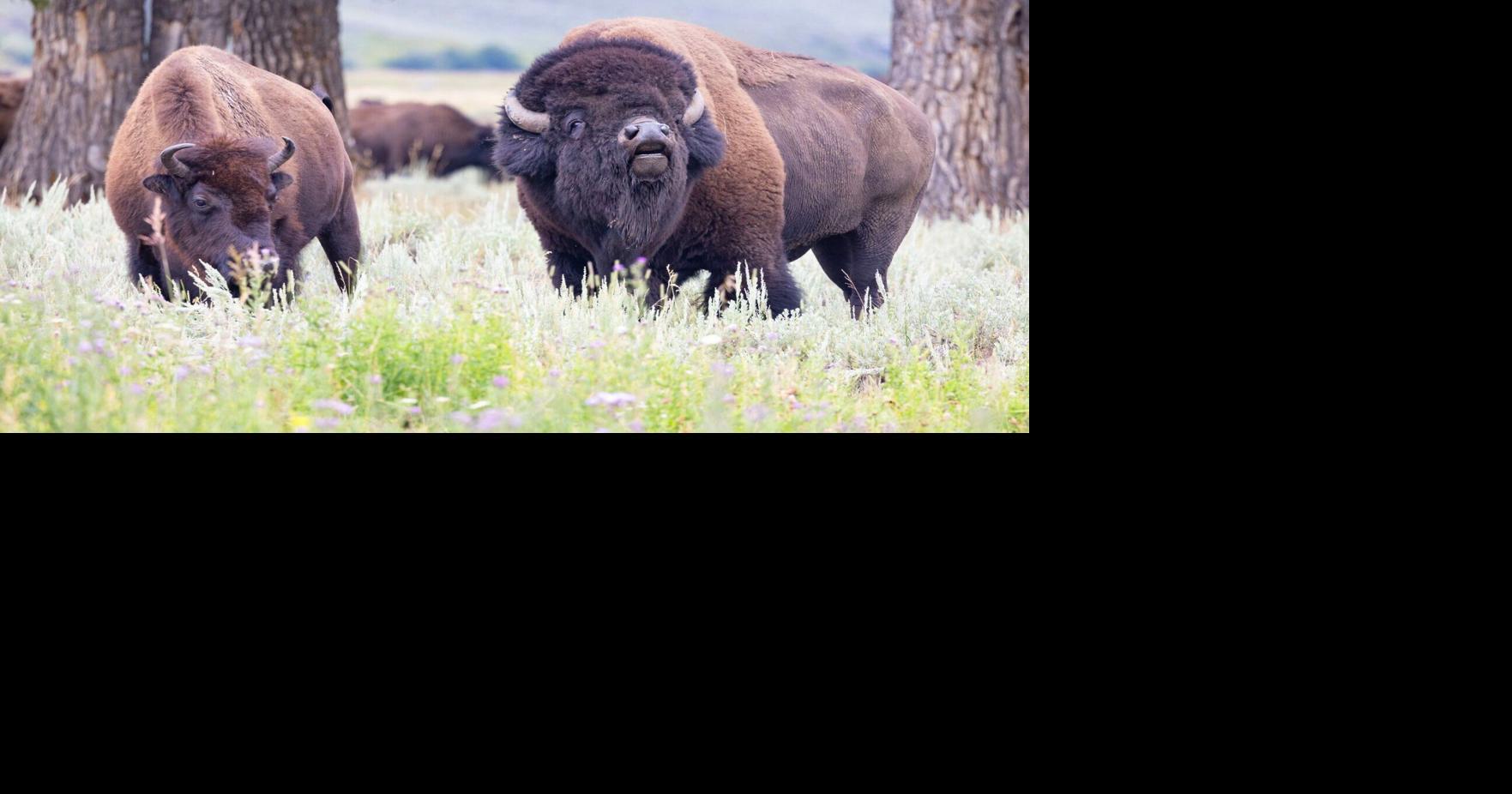 Montana state and park service clash over bison management