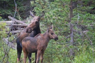 Moose spotted Wednesday near WinCo Foods in Helena