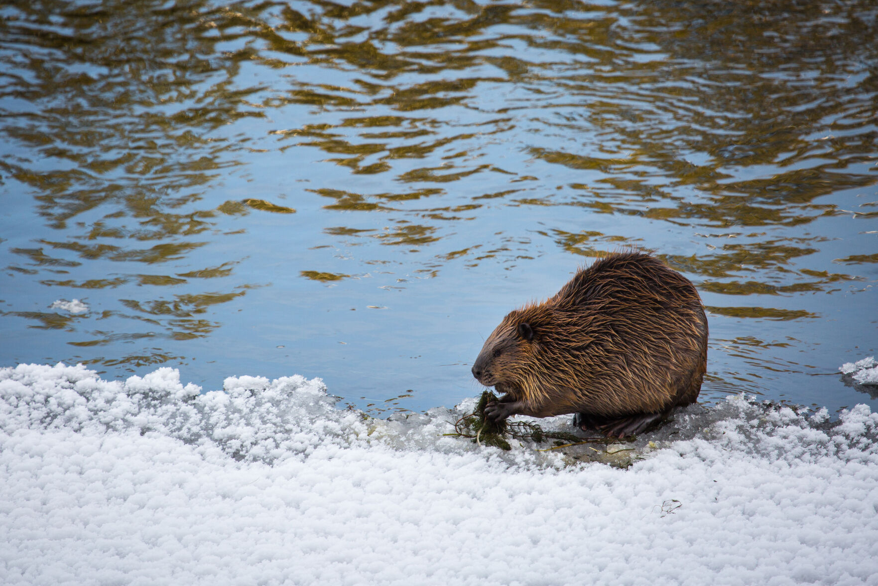 Montana eyes beaver transplants to preserve water, runoff