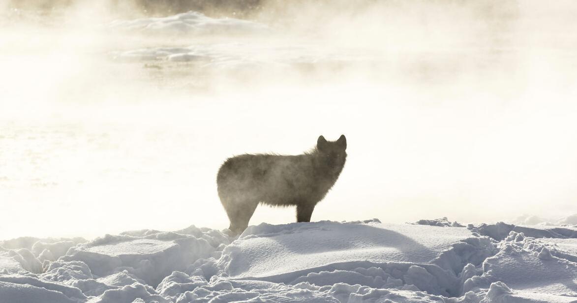 Judge denies injunction over Montana's wolf hunting, trapping regulations