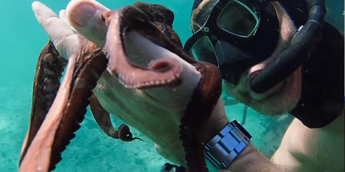 Film Review: My Octopus Teacher