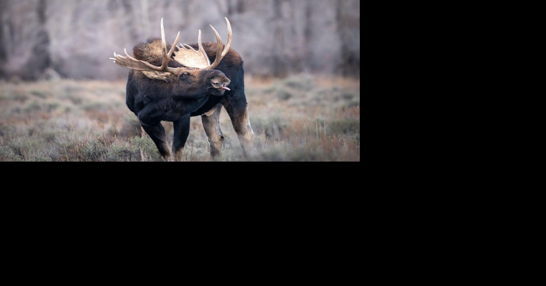 First ever southeastern Montana moose tag offered
