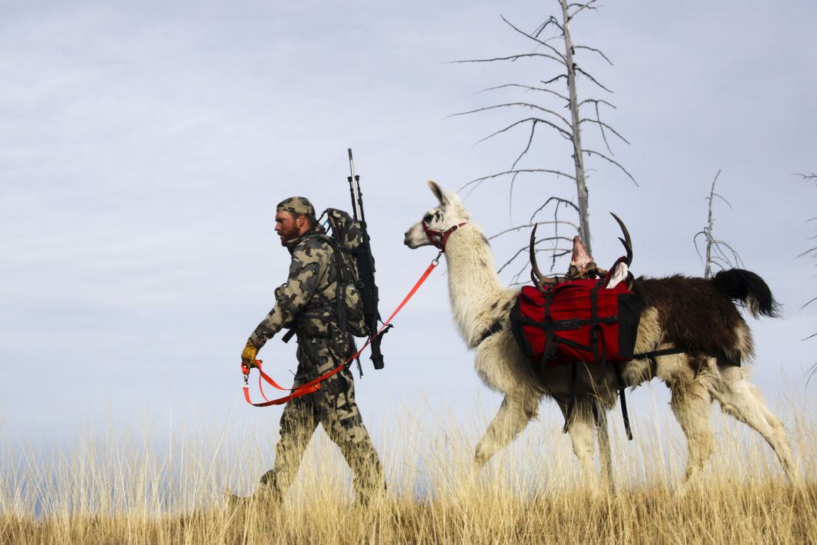 Llama nirvana: Hunter champions 'the best-kept secret in the ...