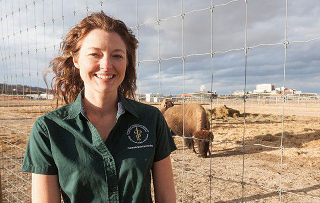 CSU professor spreading Yellowstone bison genes to zoo herds around US