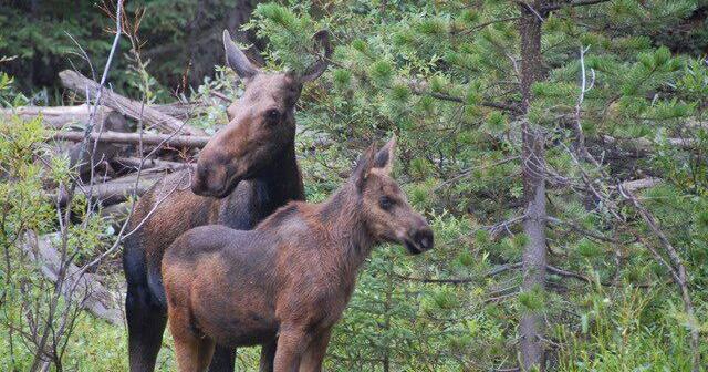 Moose spotted Wednesday near WinCo Foods in Helena