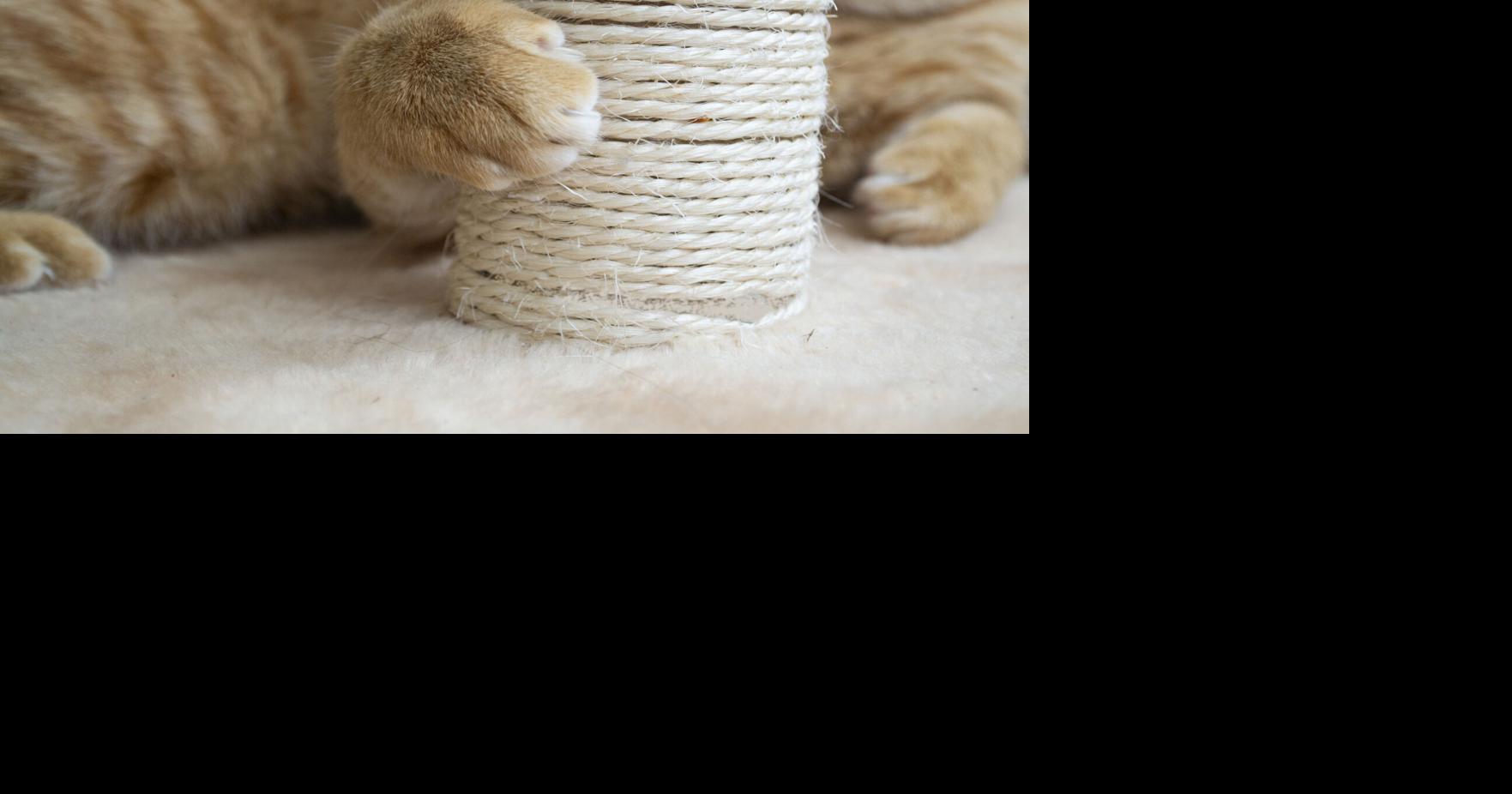 LIFE-my-pet-world-DMT