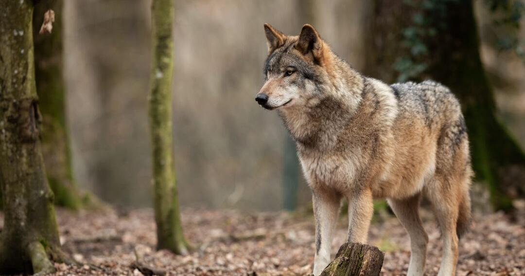 Helena resident Ron Waterman discusses state's wolf plan