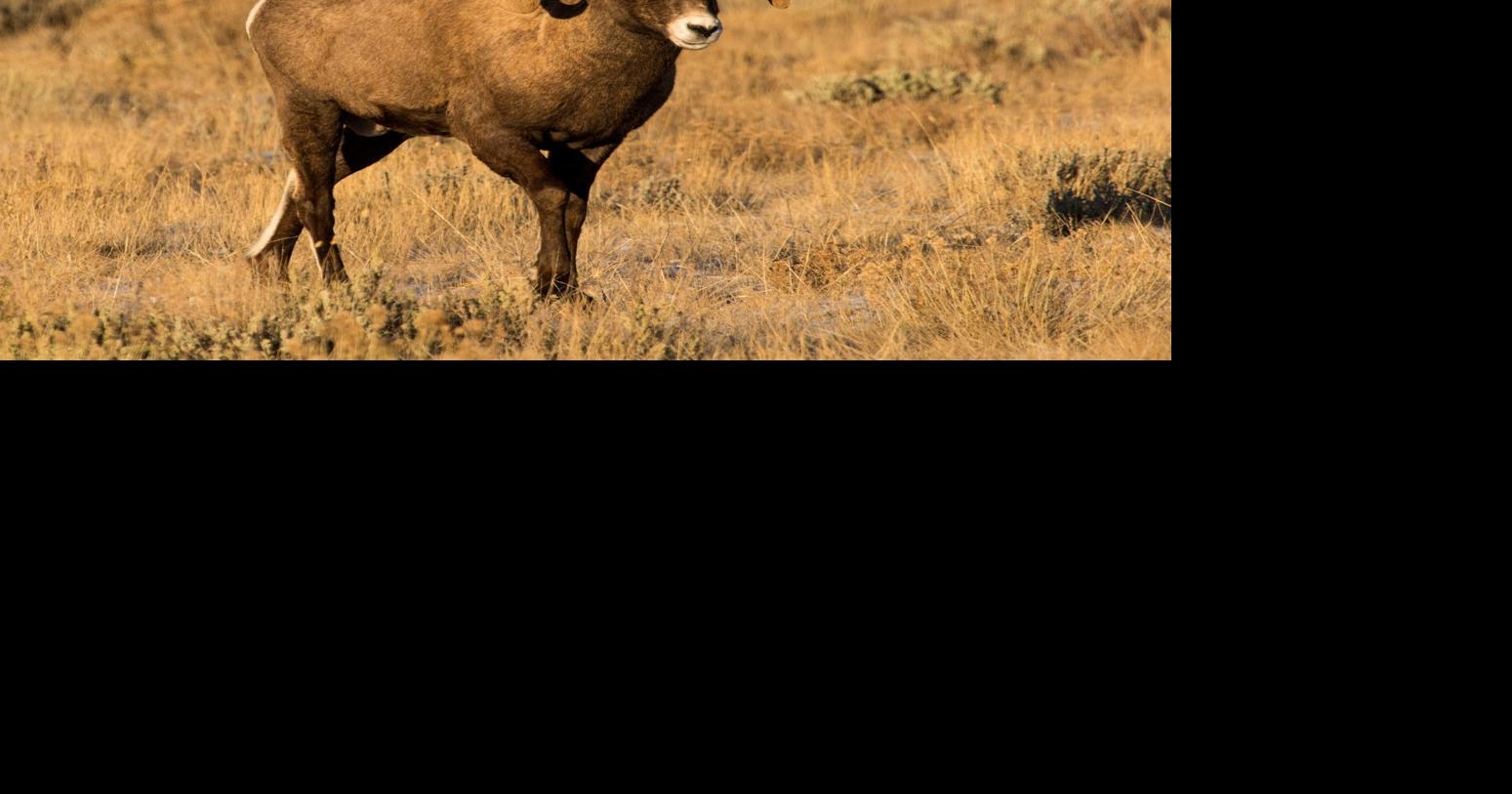 Belgrade man sentenced for poaching bighorn sheep