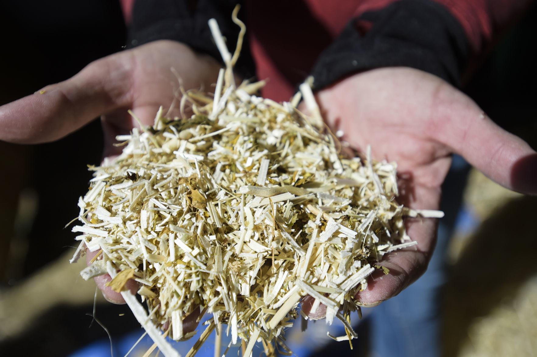 Hemp legalization could mean big business for Montana