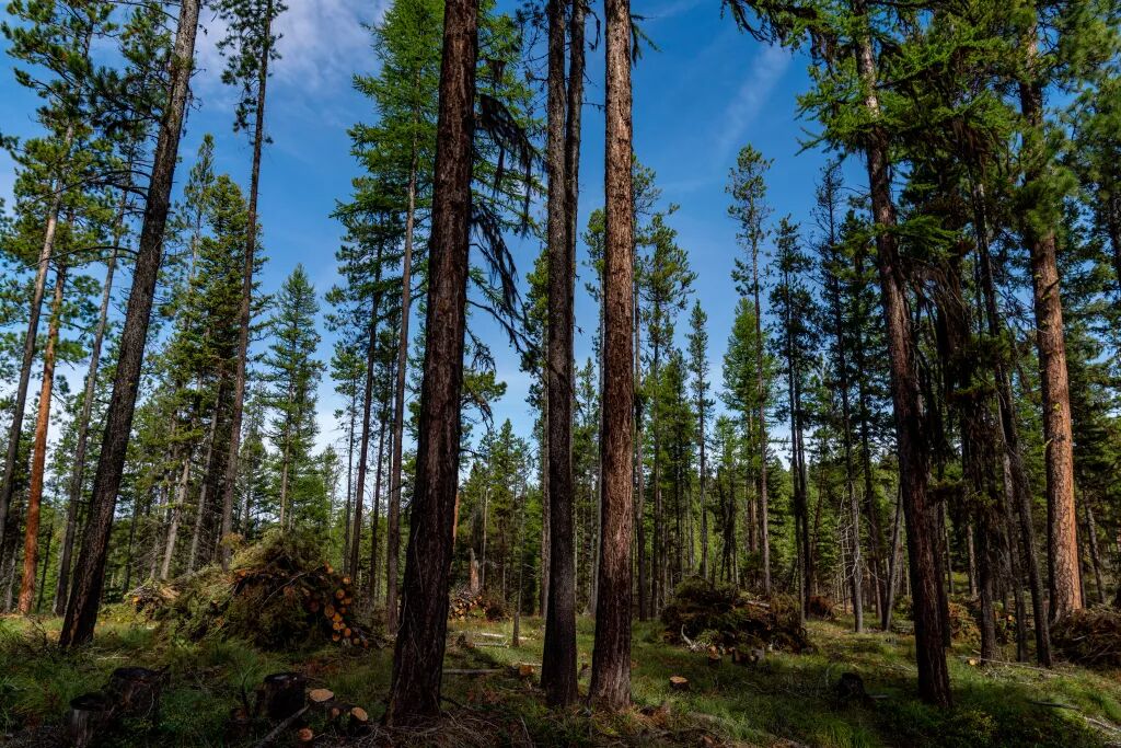 Tom Partin: New plague attacking Region 1 forests