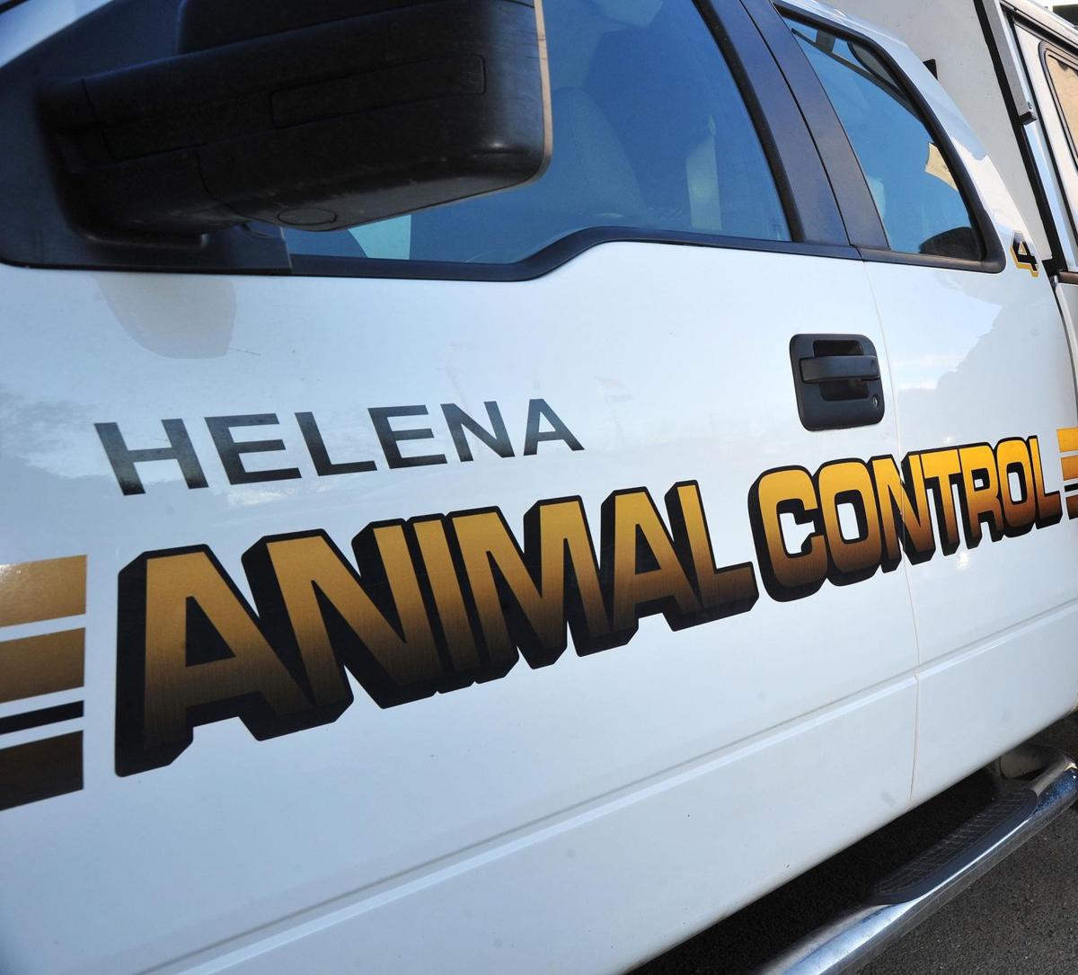 Animal Lovers Alert: 10 Must-Have Products Recommended by Helena Animal ...