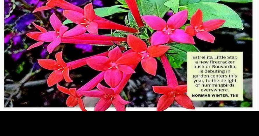 A firecracker for hummingbirds