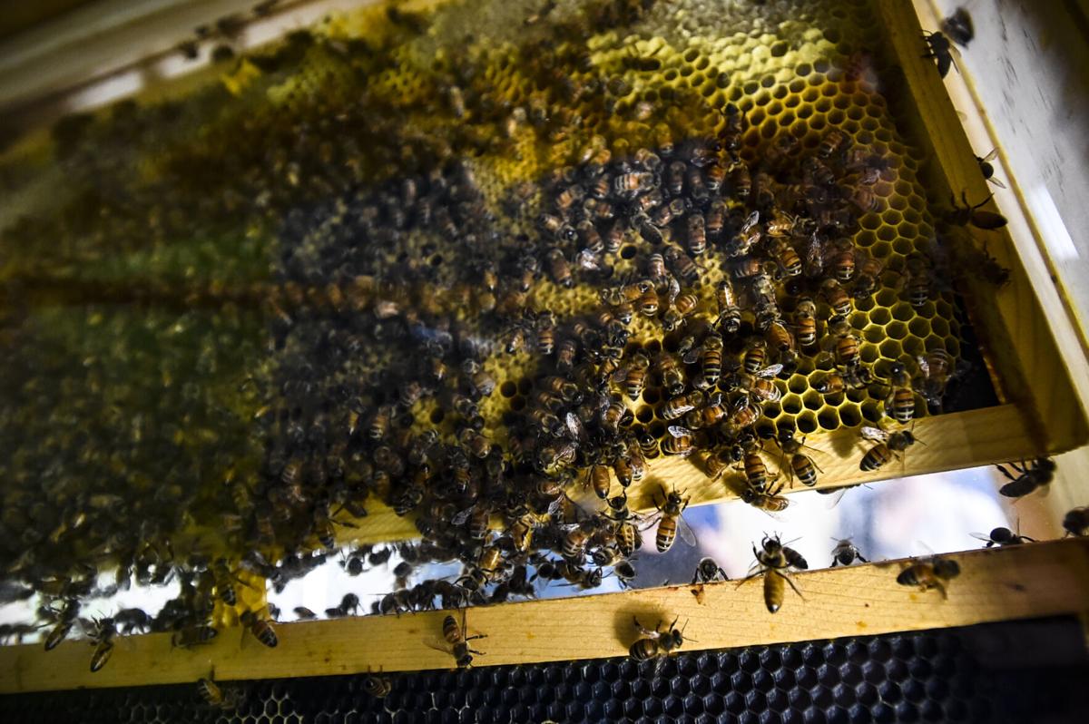 ExplorationWorks opens new observation beehive