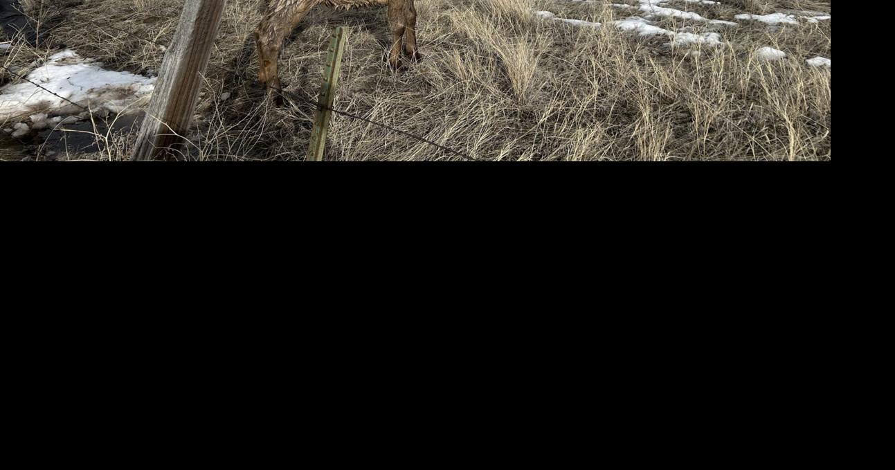 Helena Animal Control saves elk calf tangled in fence