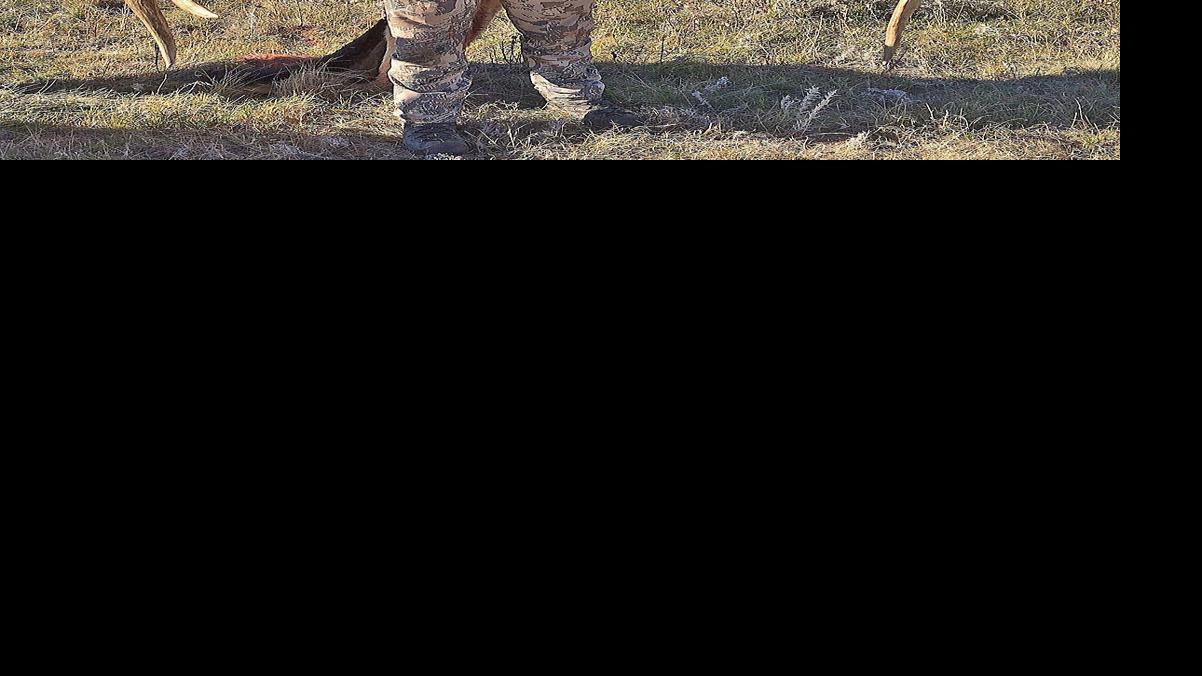 Record-book Montana bull elk on display in Missoula | Outdoors ...