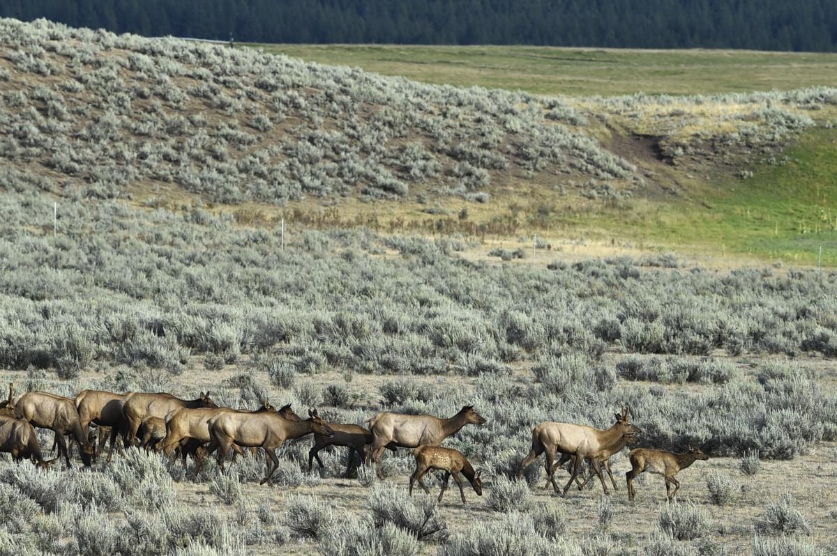 Elk shoulder seasons open in Montana