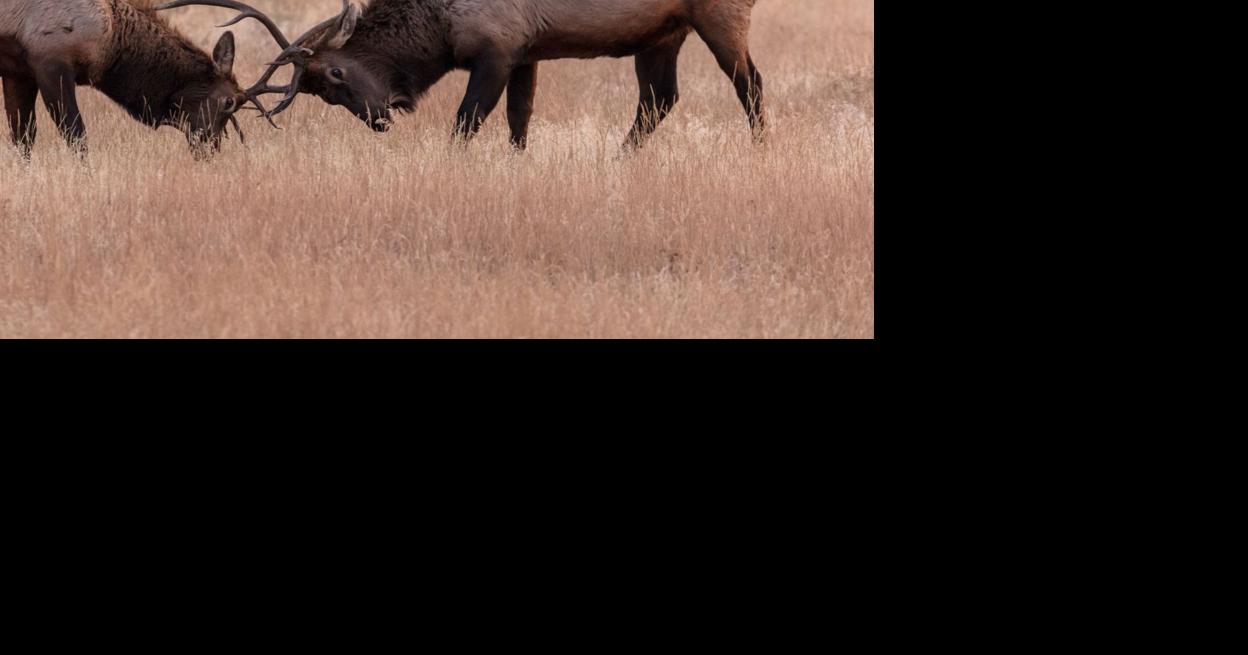 Judge allows conservation groups to intervene in elk regulation lawsuit