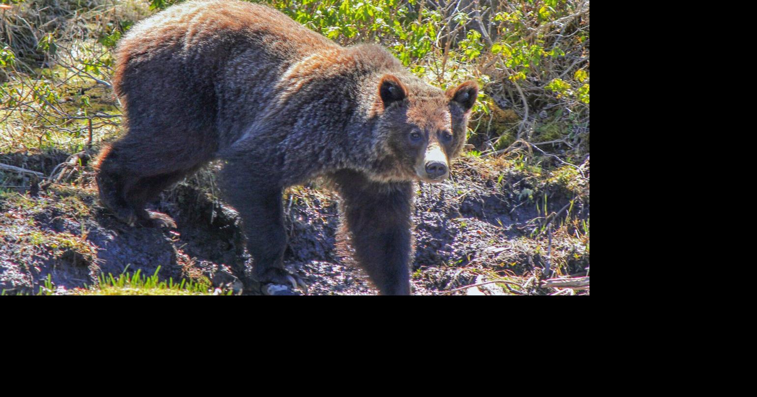 Grizzly injures hunter, authorities kill wounded bear near Choteau