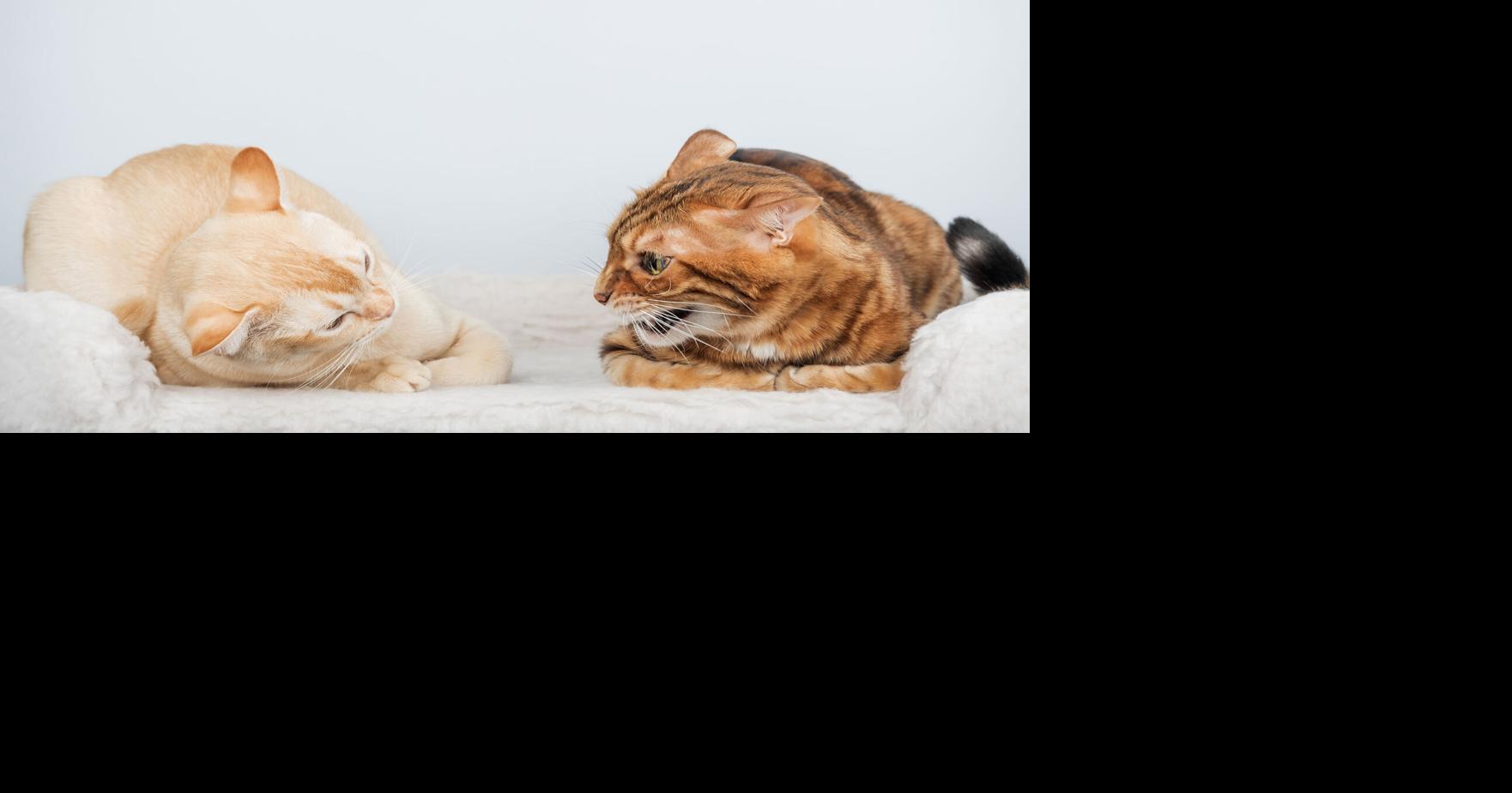 LIFE-my-pet-world-DMT