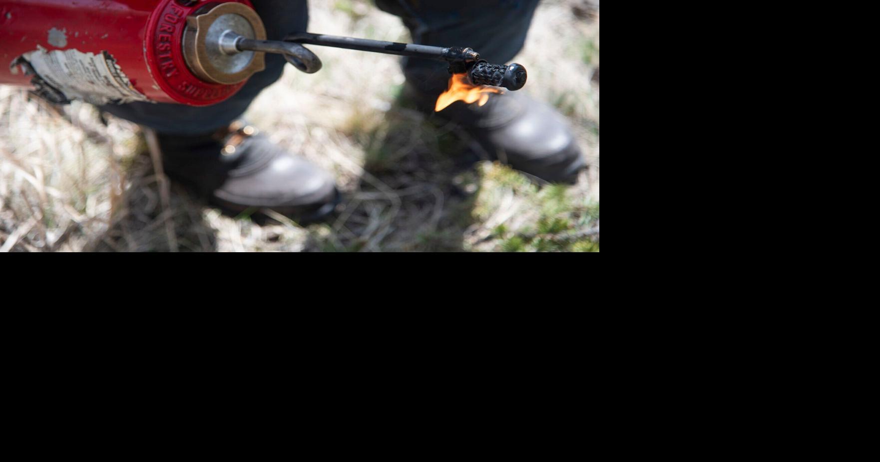 Helena Ranger District plans burn piles in several locations