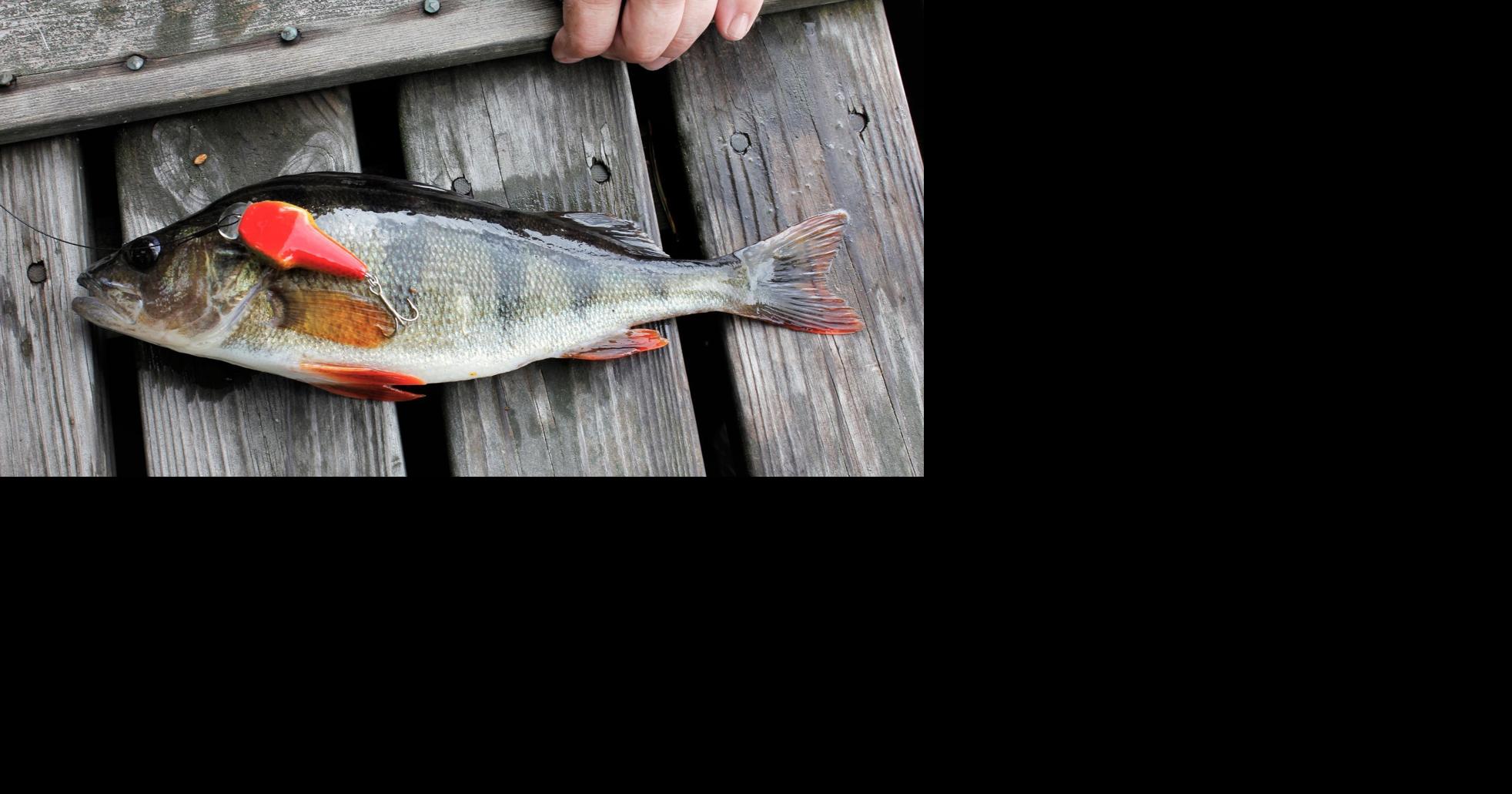 FWP adopts new rule for pulling more perch from Holter Reservoir