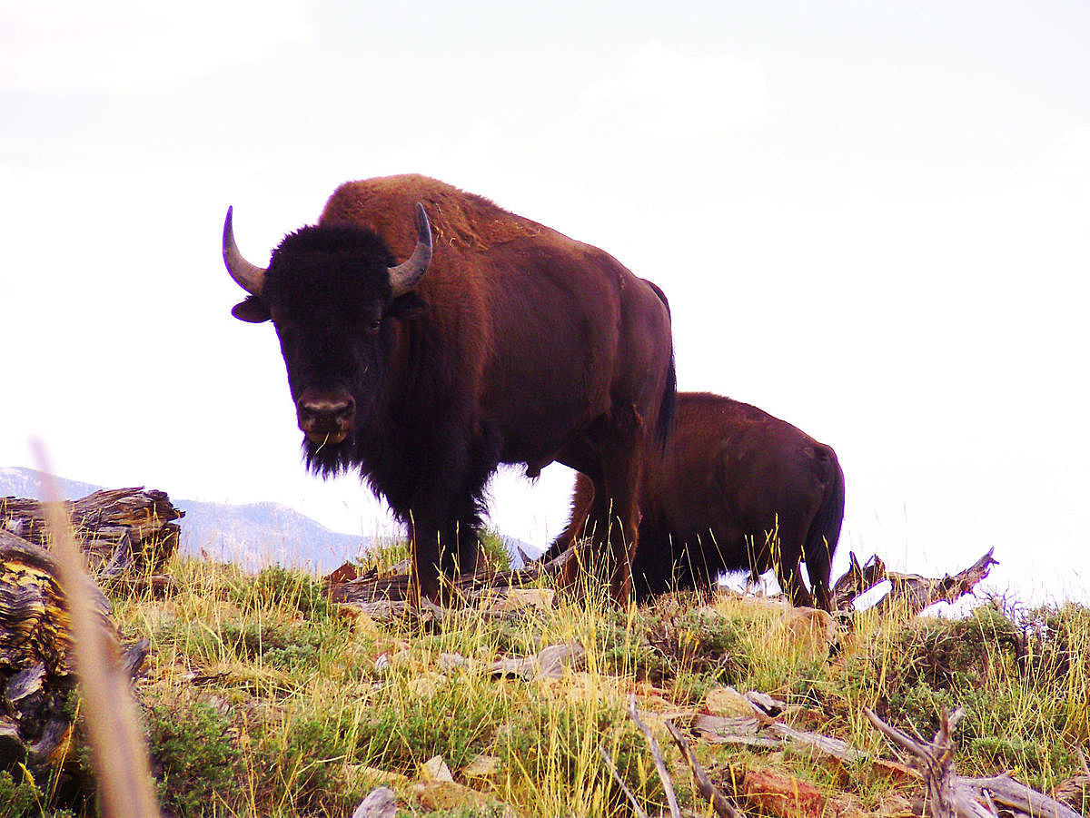 Tests prove Utah bison genetically pure, Yellowstone descendants