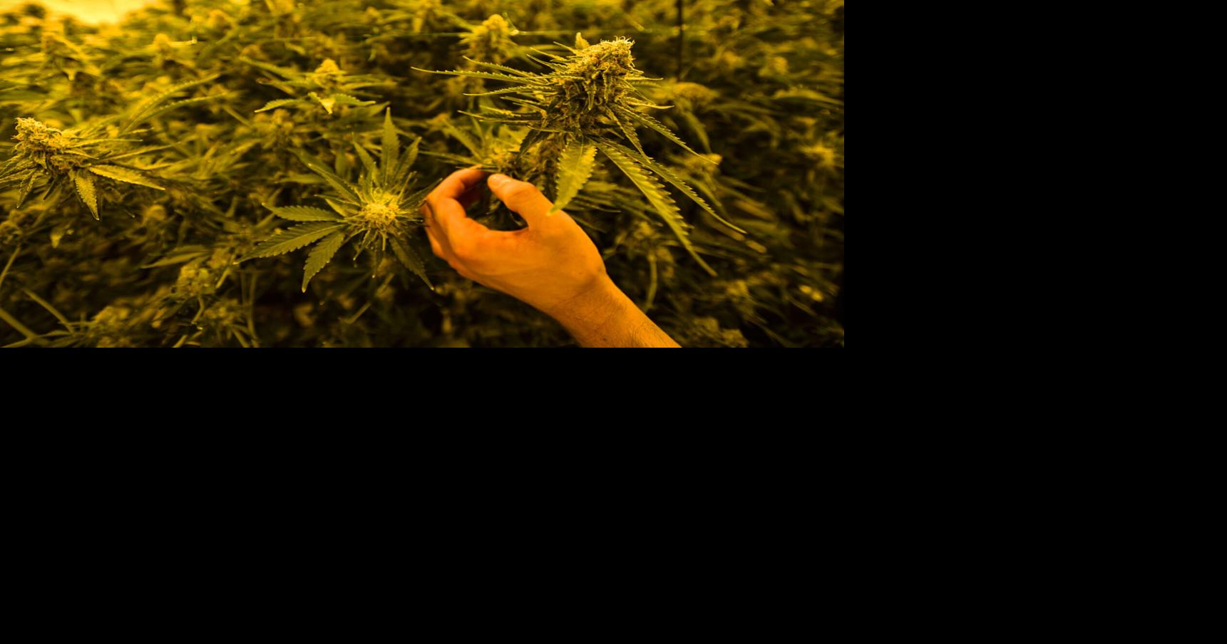 MT Senate OKs shift in spending marijuana sales tax revenues