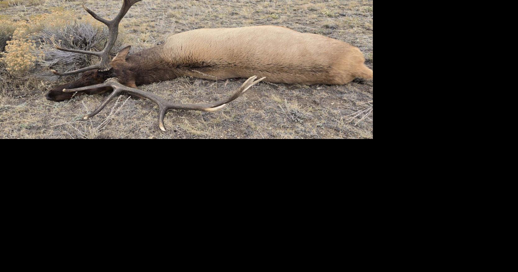 FWP seeking info on dead, unclaimed bull elk outside Boulder