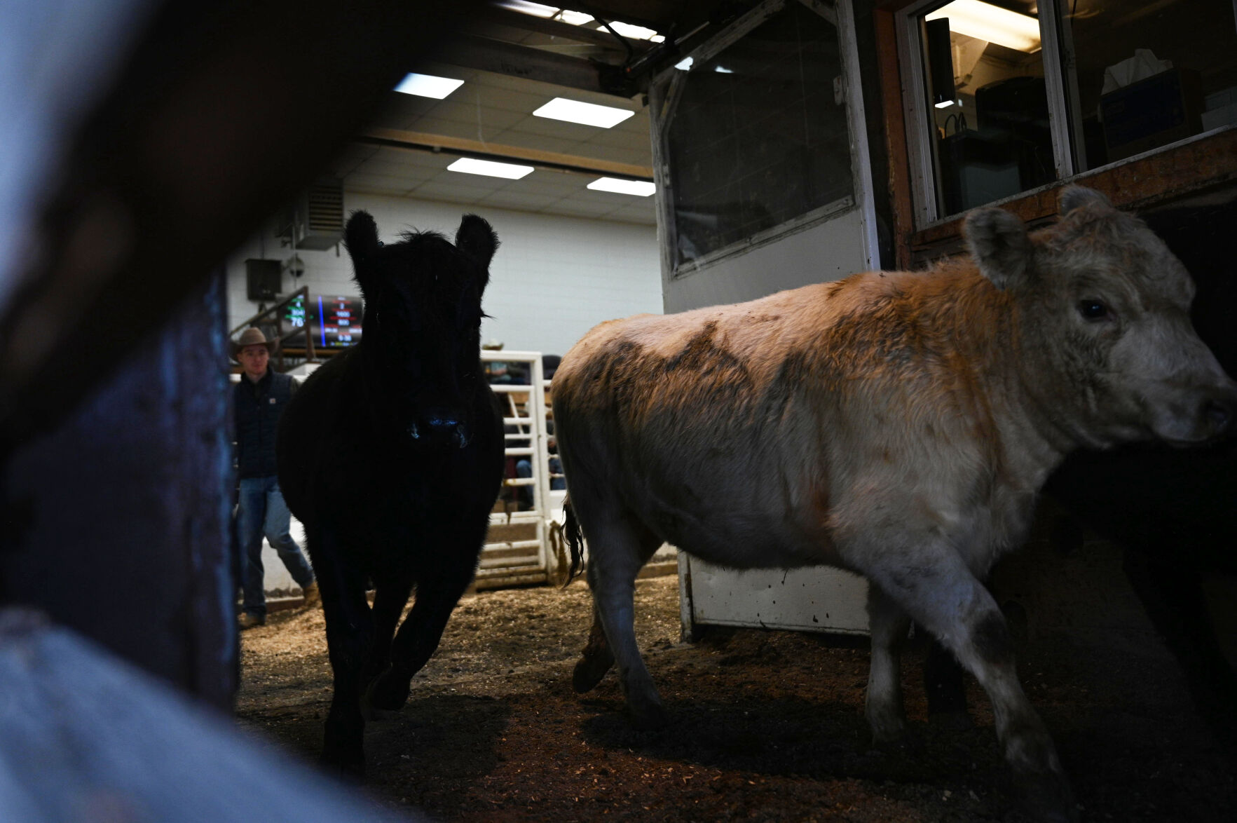 A morning at one of Montana’s busiest cattle auctions, in photos
