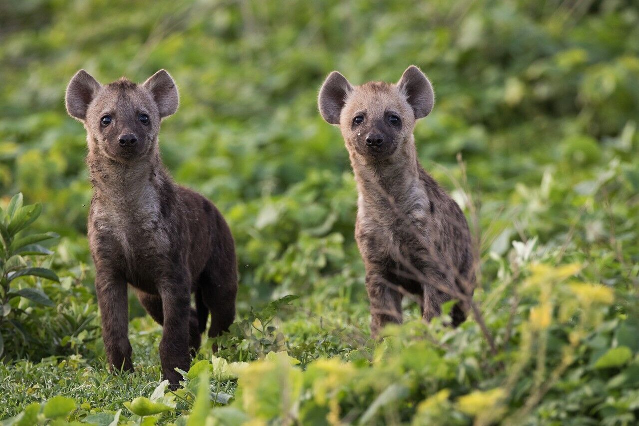 Montana State University Research Shapes BBC’s “Kingdom”