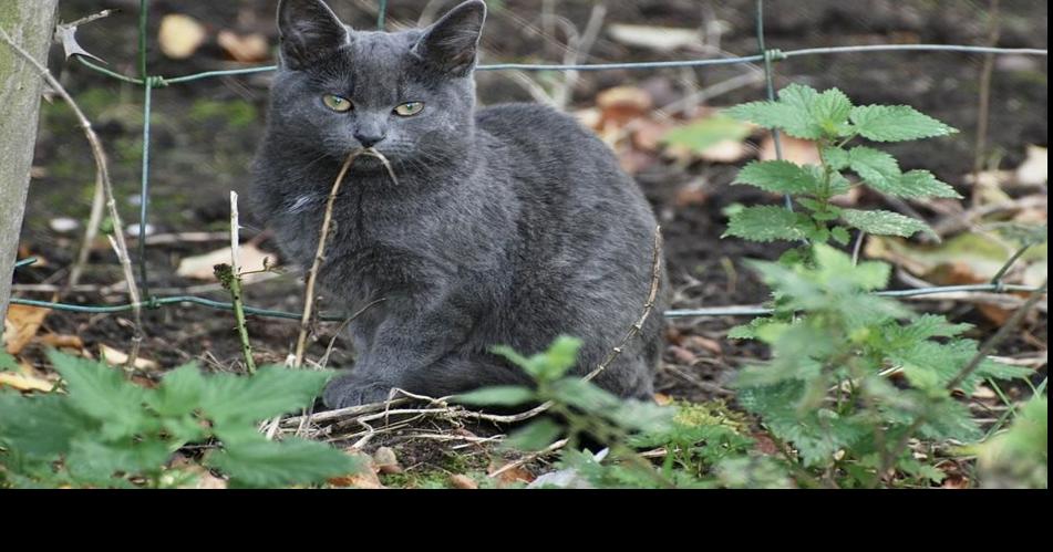 Traps To Be Set To Capture Release Feral Cats In Helena