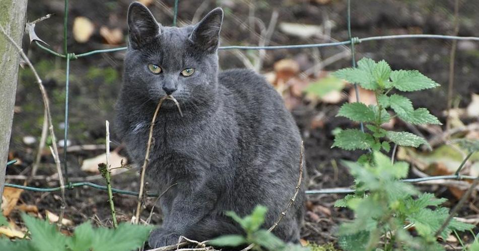 Traps To Be Set To Capture Release Feral Cats In Helena