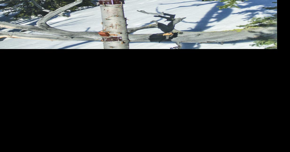 States search for wolverines across the West