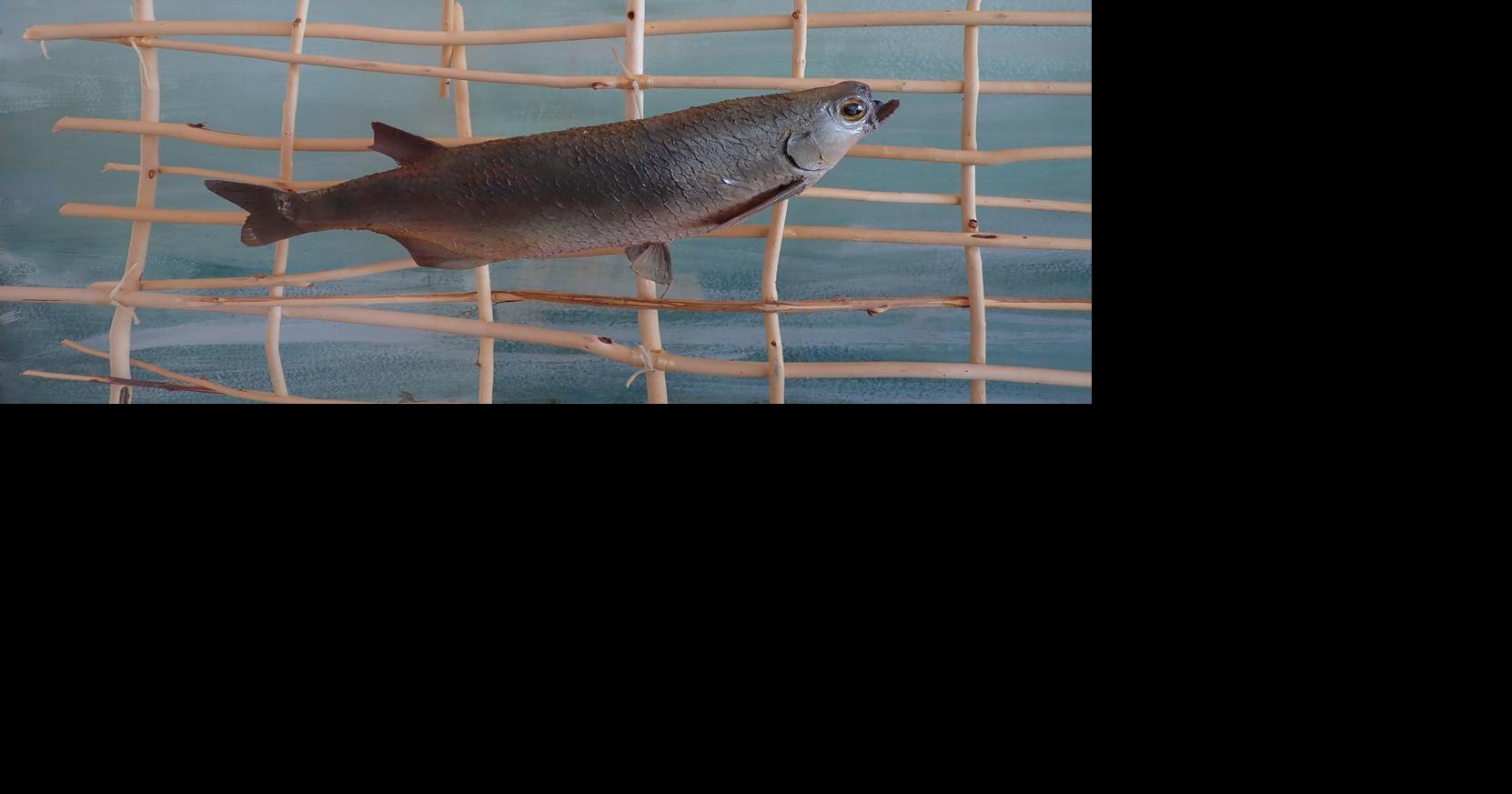 Missouri River Corps of Rediscovery: Fish Stories