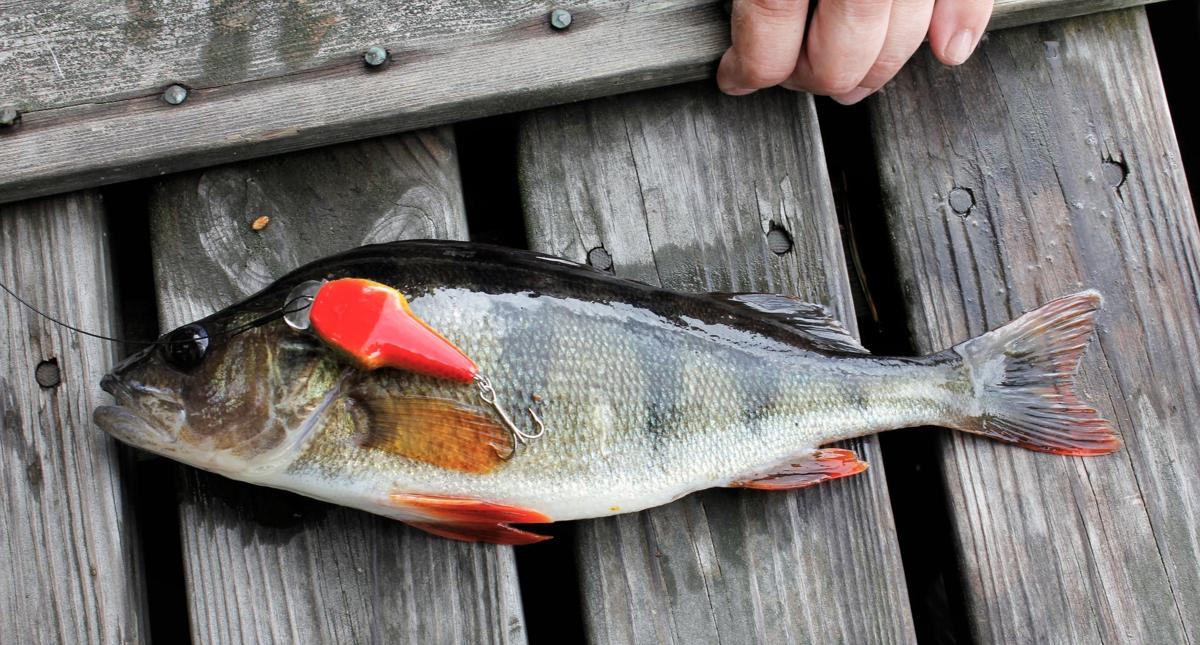 FWP adopts new rule for pulling more perch from Holter Reservoir