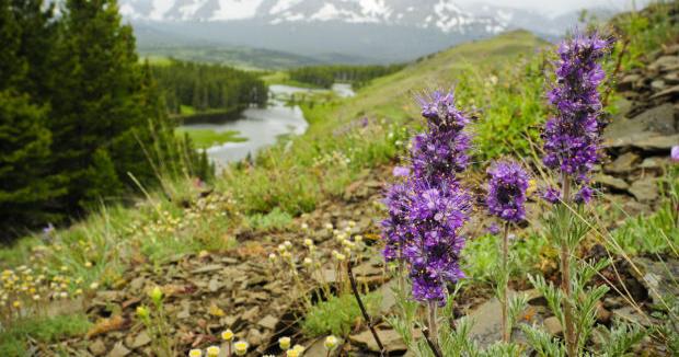 Final oil lease in Badger Two-Medicine area relinquished