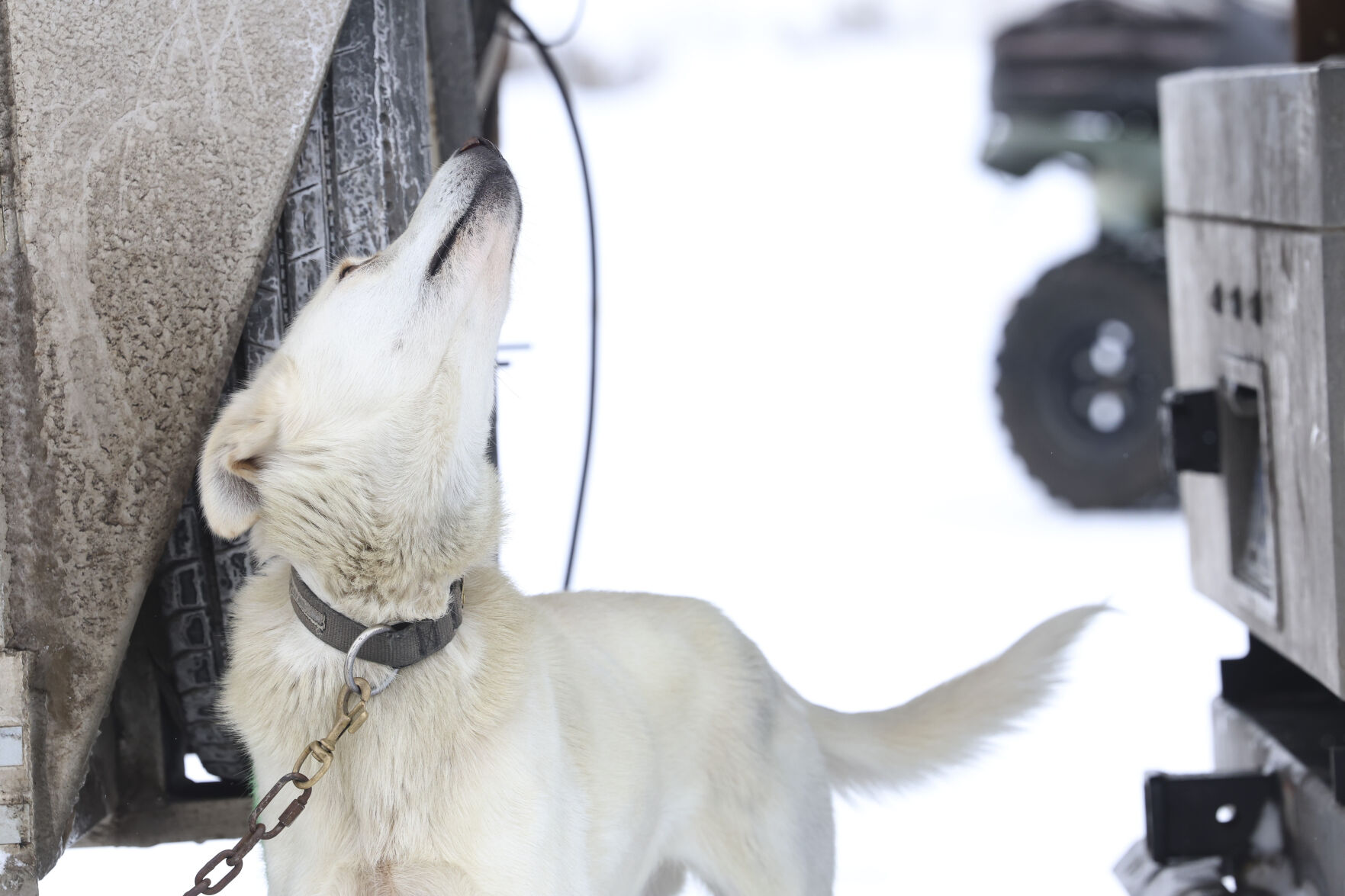 Race to the Sky 2026 canceled due to lack of snow