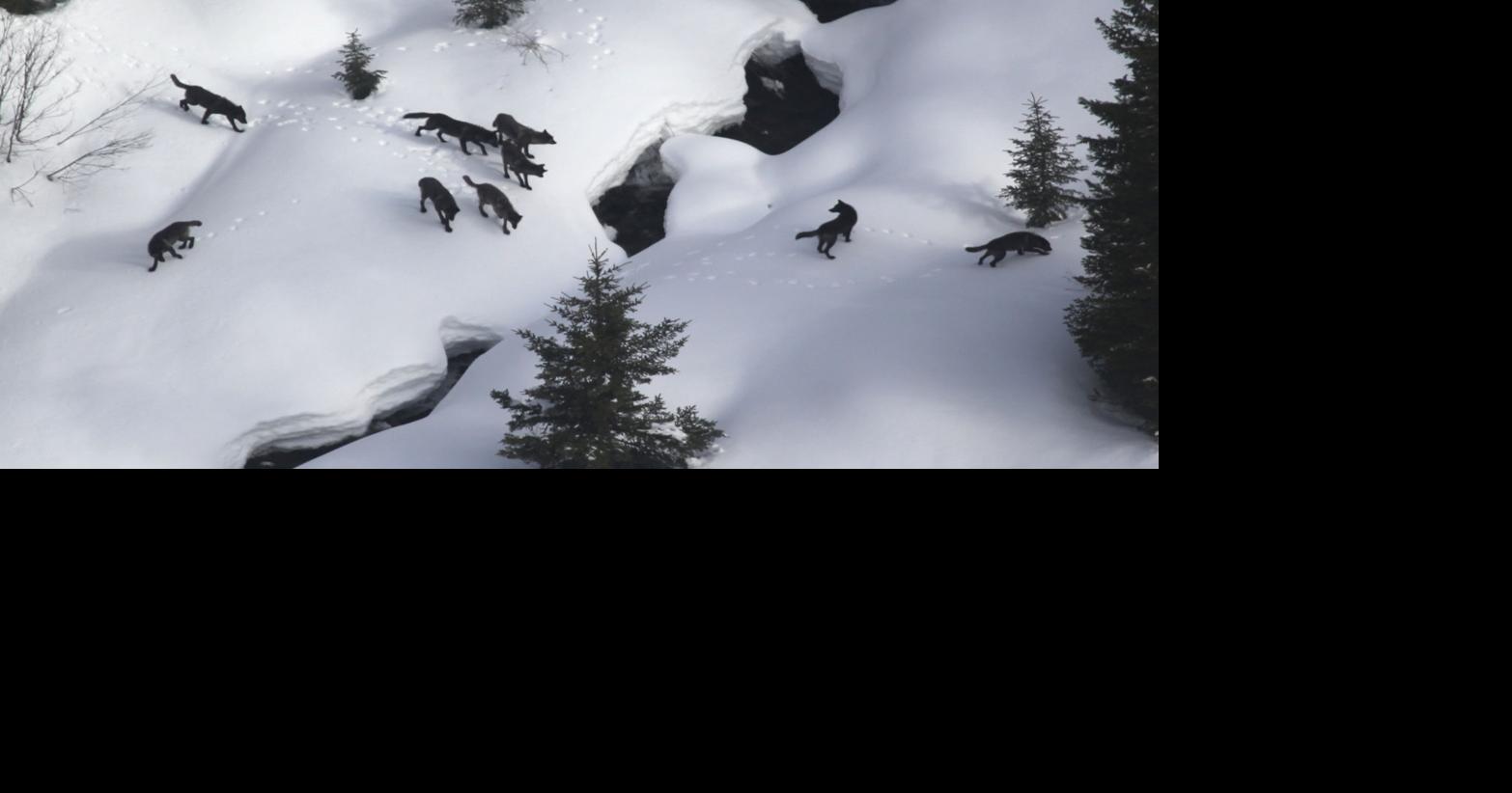 Aerial hunting of wolves prohibited under federal law