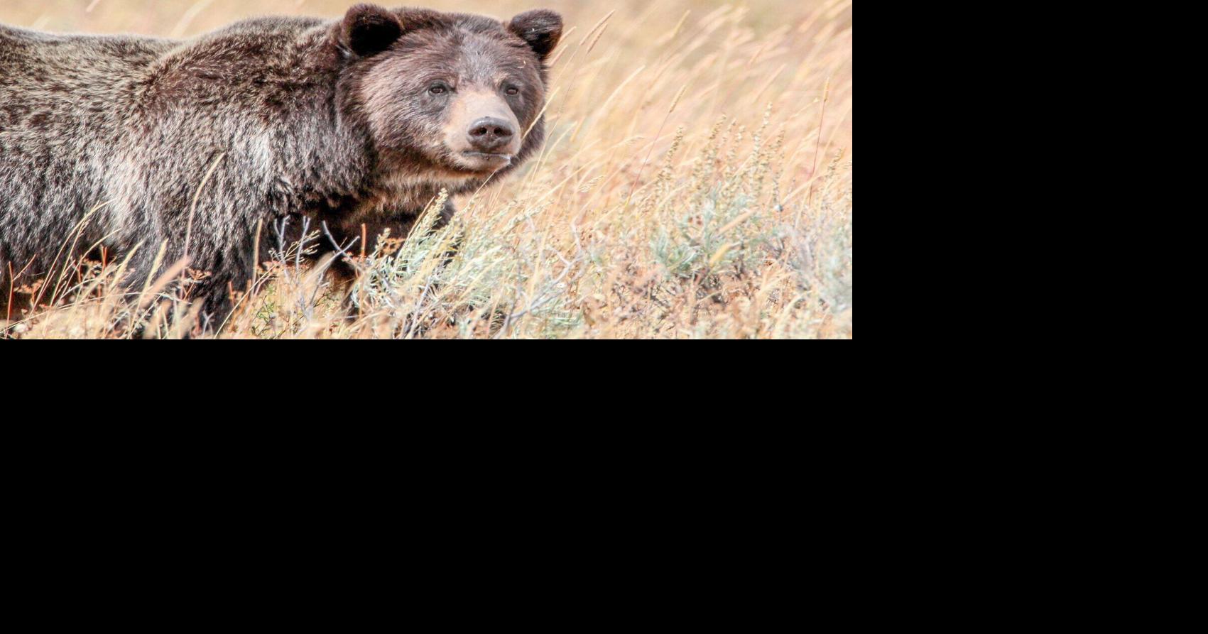 Montana FWP searches for wounded bear in Teton County