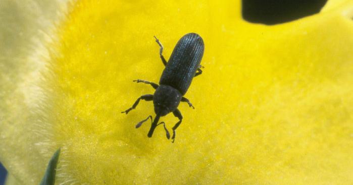 Come get your weevils to fight against toadflax