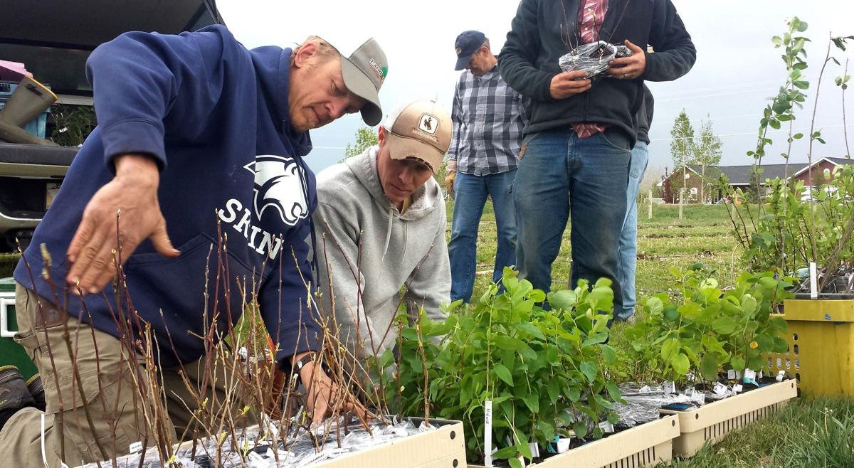 Experimental fruit: Project studies which varieties do best in Montana