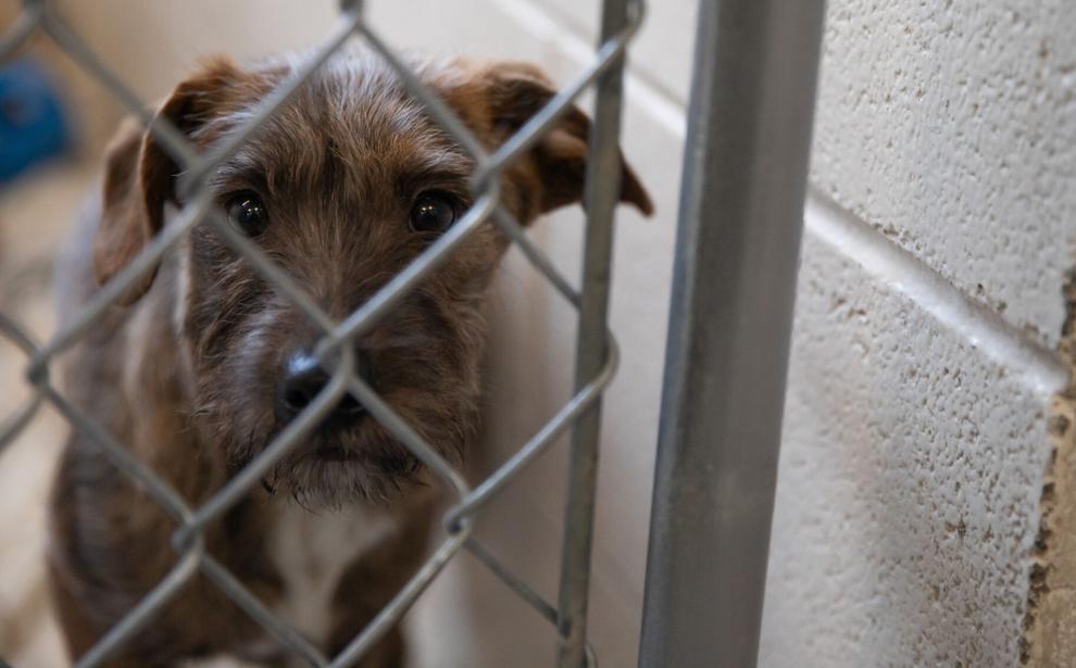 Helena animal shelter hit with influx of dogs