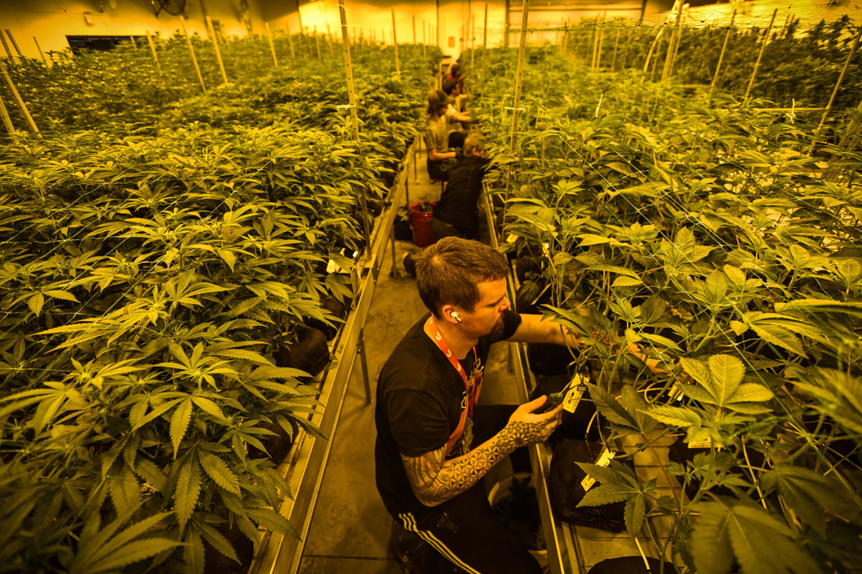 Montana weed industry experts react to Trump changes
