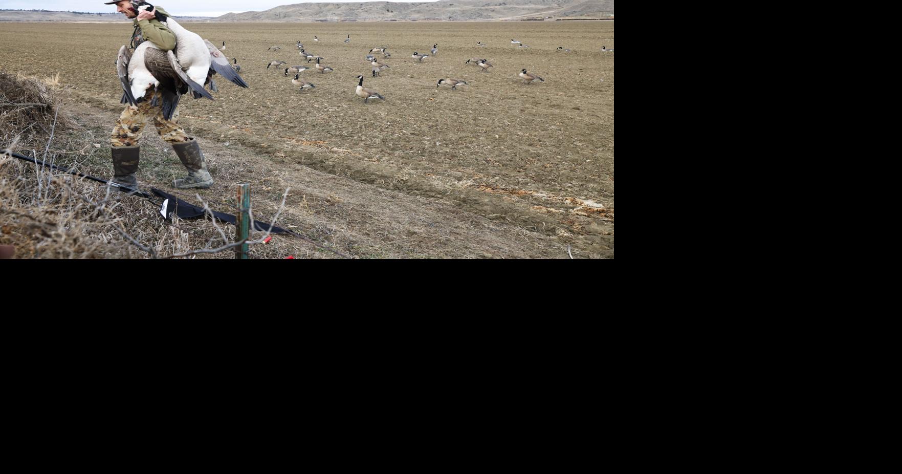 Warm late-season Montana goose hunt proves fruitful