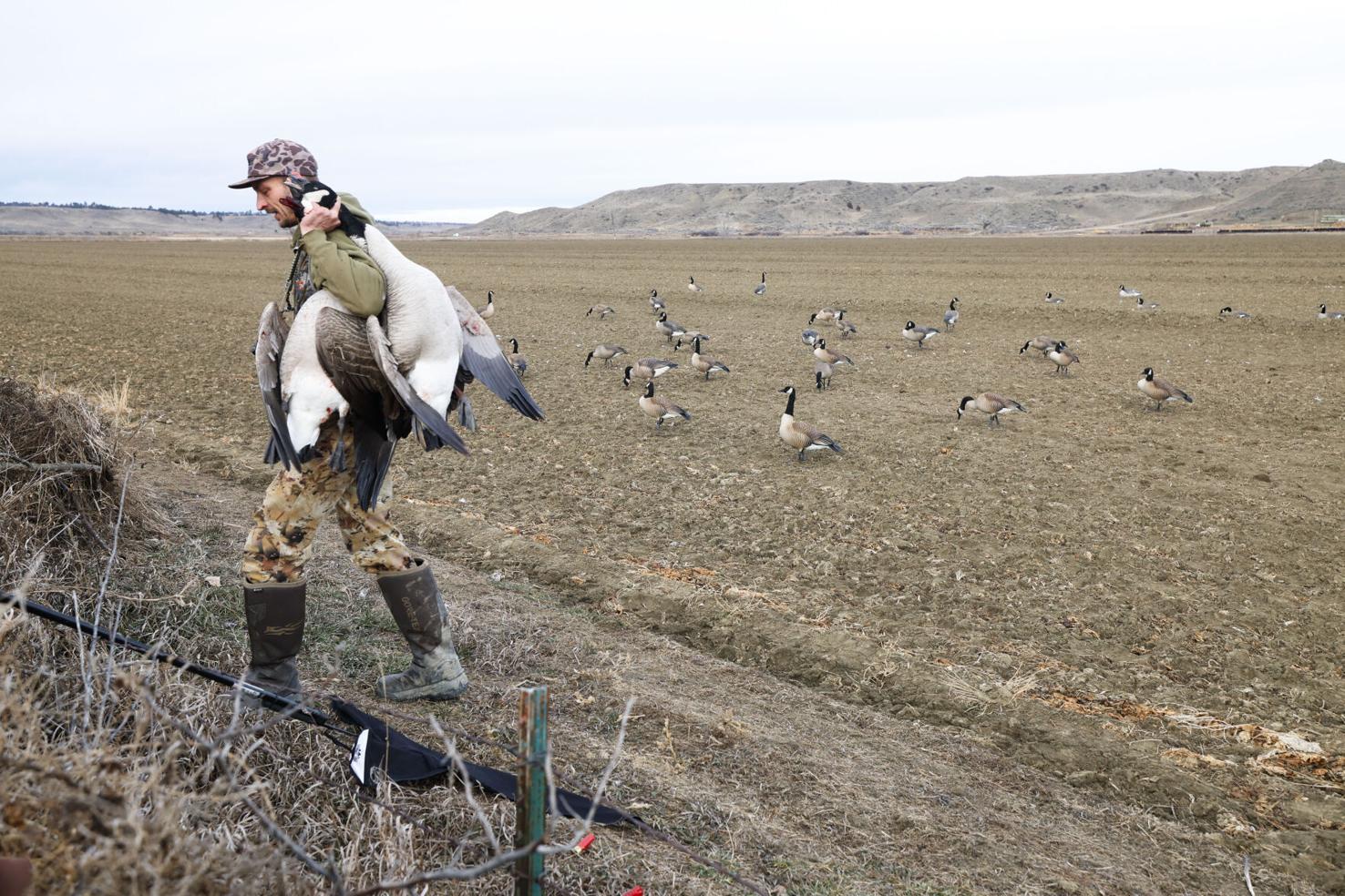 Warm late-season Montana goose hunt proves fruitful