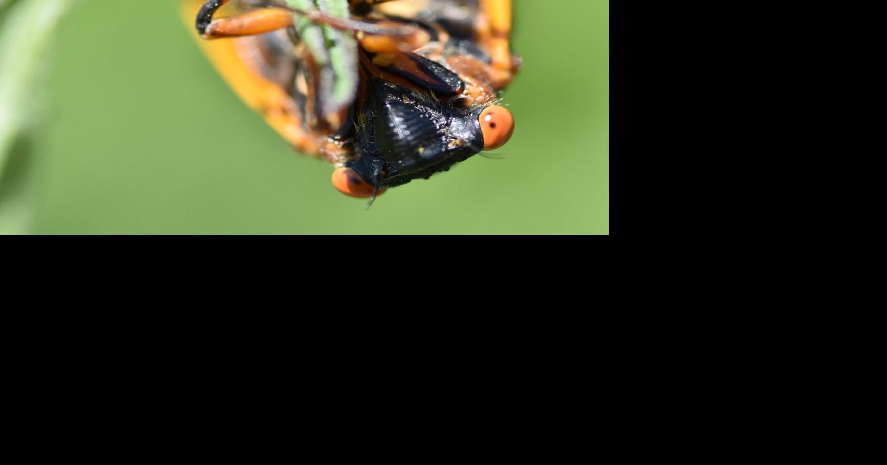 Cicadas recipes: Emergence cookies and Southern Tartlets