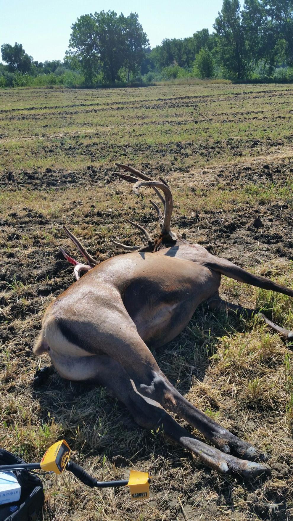 Roundup man loses hunting privileges after elk poaching