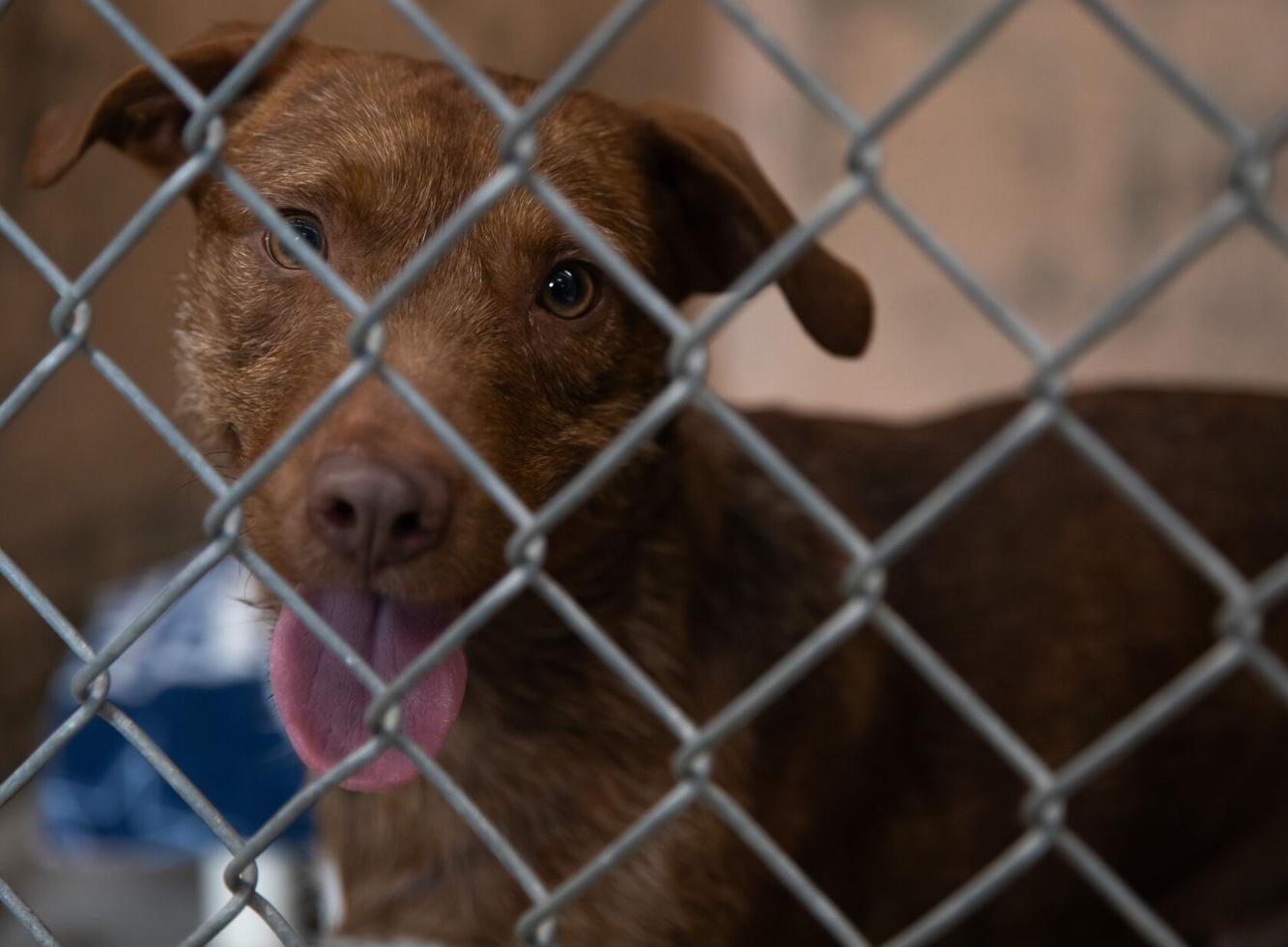 Helena animal shelter hit with influx of dogs