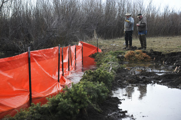 Natural by design: Willow-lifts increasingly used for erosion control ...
